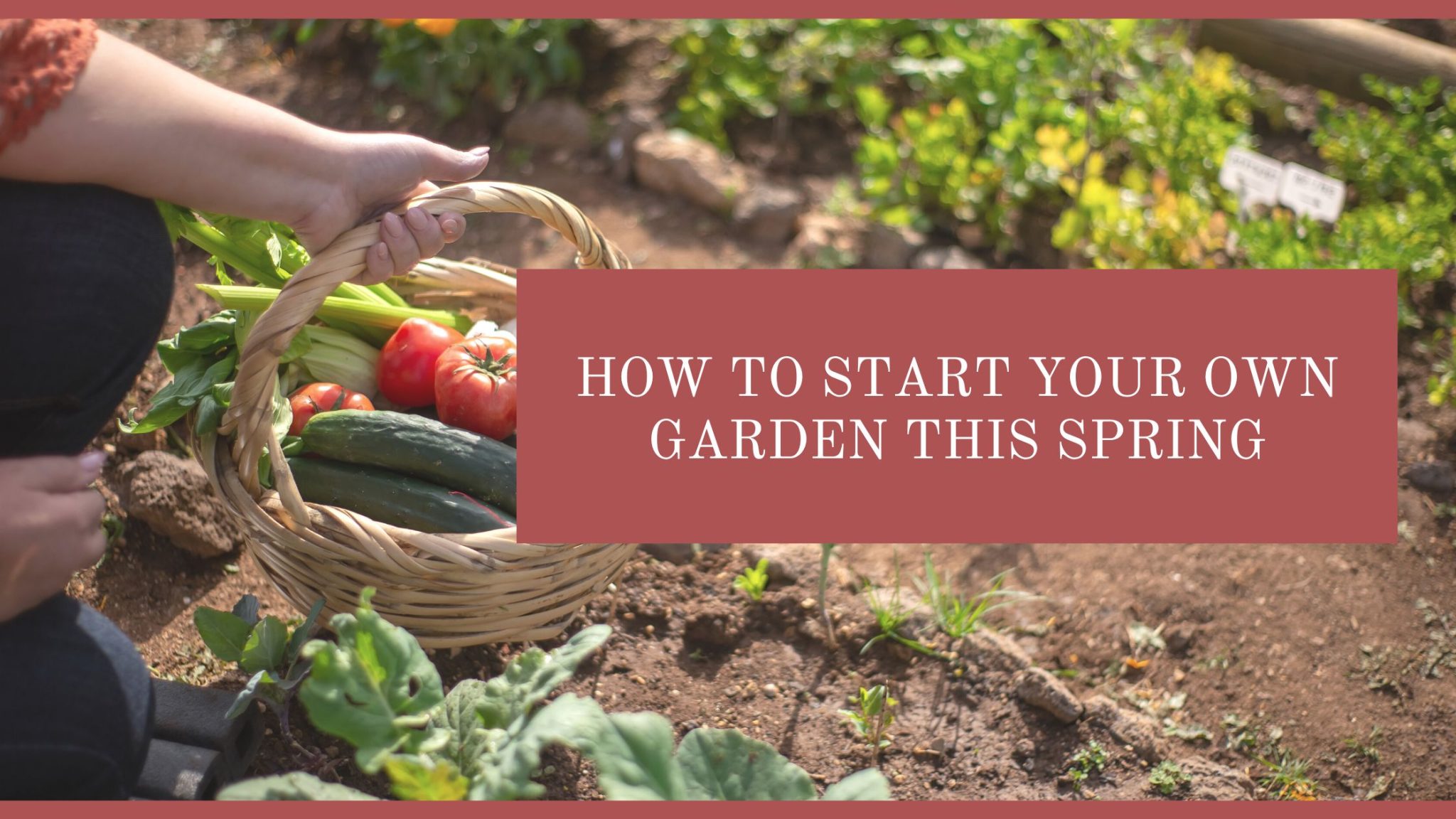 How to Start Your Own Garden This Spring | Madison, AL